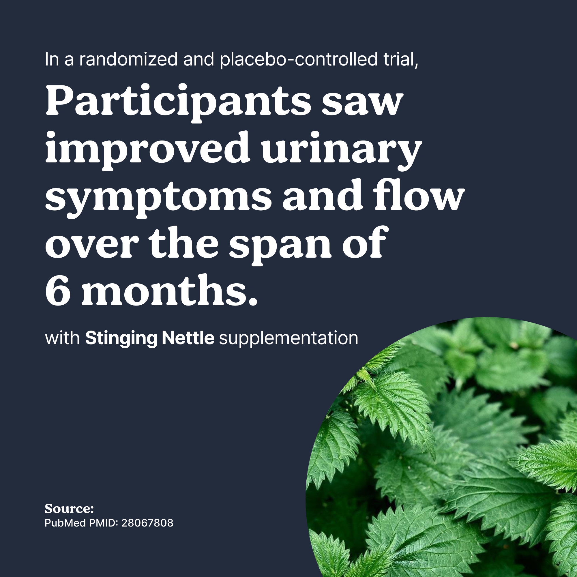 Prostate Flow Gummy - Saw Palmetto & 7 Ingredients for Prostate Health ...